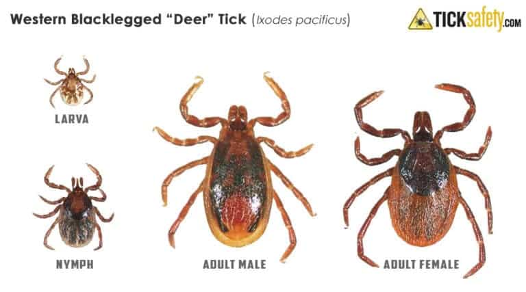Tick Identification - Western Deer Tick