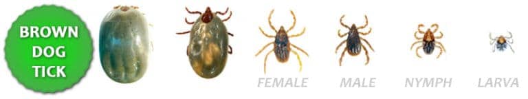 Tick Identification - Deer Ticks, Lone Star Ticks, Dog Ticks