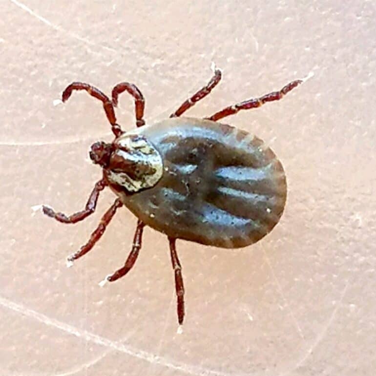 Tick Identification - Pacific Coast Tick