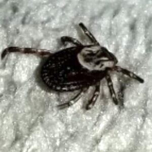 Tick Identification - Pacific Coast Tick