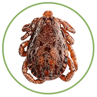 Tick Identification - Pacific Coast Tick