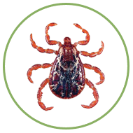 Tick Identification - Rocky Mountain Wood Tick