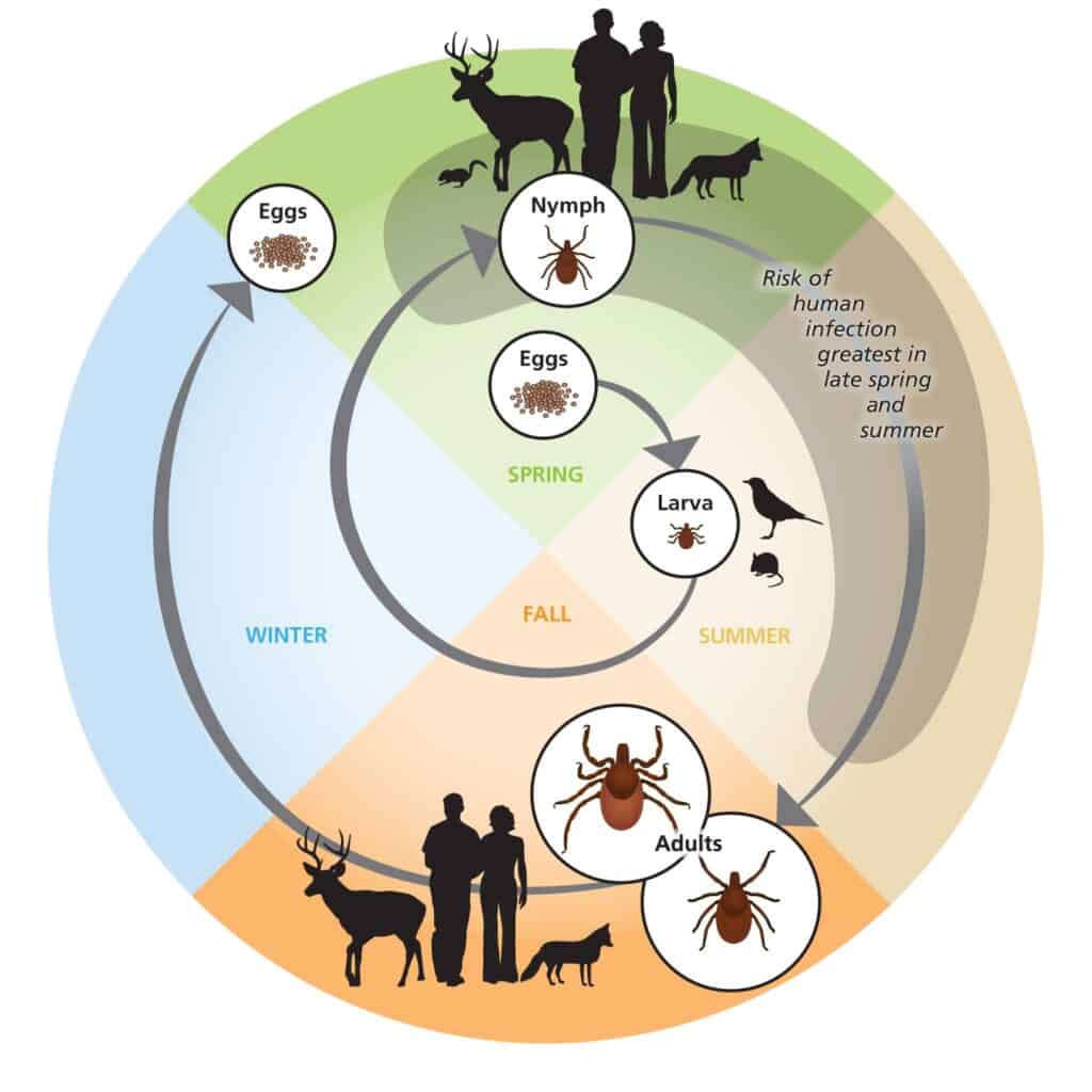 Blacklegged Deer Tick (Ixodes scapularis) • Tick Safety 101