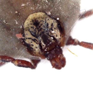 Tick Identification - Pacific Coast Tick