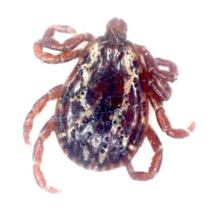 Tick Identification - Pacific Coast Tick