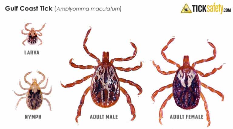 Gulf Coast Tick (Amblyomma maculatum) • TickSafety.com
