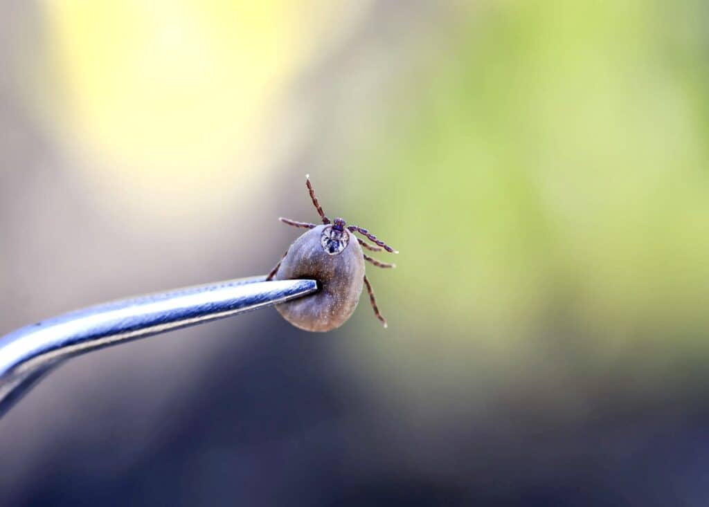 About Ticks | TickSafety.com