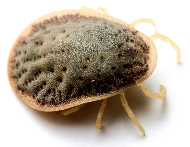 Soft Ticks (Argasidae) 101: A Free Resource | TickSafety.com