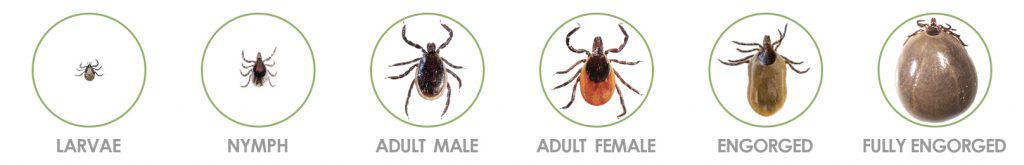Blacklegged Deer Tick (Ixodes scapularis) • Tick Safety 101
