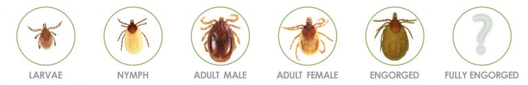 Groundhog Tick (Ixodes cookei) • Tick Safety 101