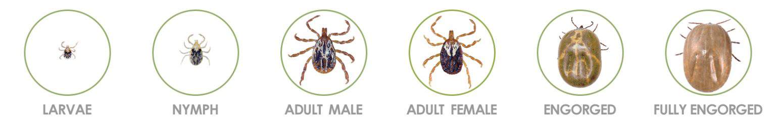 Gulf Coast Tick (Amblyomma maculatum) • TickSafety.com