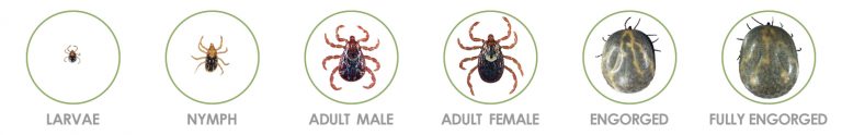 Rocky Mountain Wood Tick (Dermacentor andersoni) • TickSafety.com