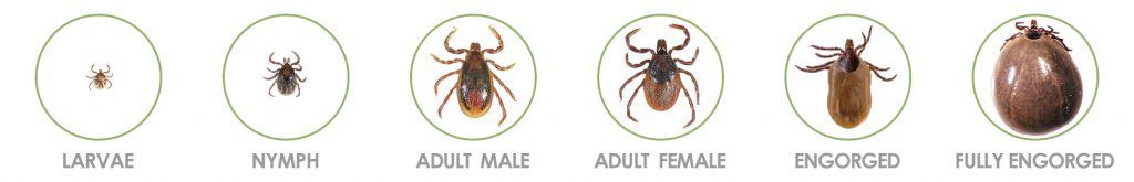 Tick Identification - Western Deer Tick