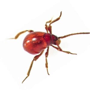 Common Tick Lookalikes | TickSafety.com