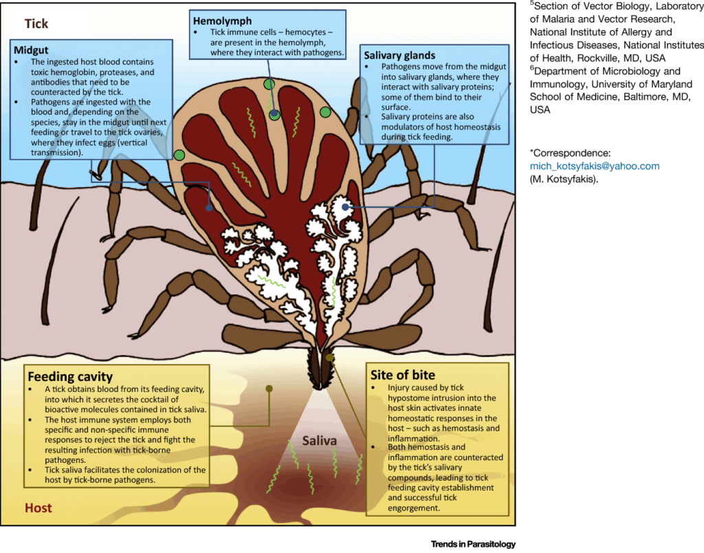 Tick Anatomy (A Basic + In-Depth Look) | TickSafety.com