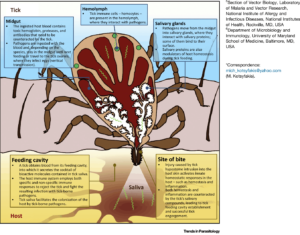 Tick Anatomy (A Basic + In-Depth Look) | TickSafety.com
