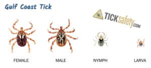 Gulf Coast Tick (Amblyomma maculatum) • TickSafety.com