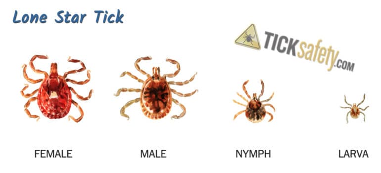 Lone Star Tick (Amblyomma americanum) • Tick Safety 101