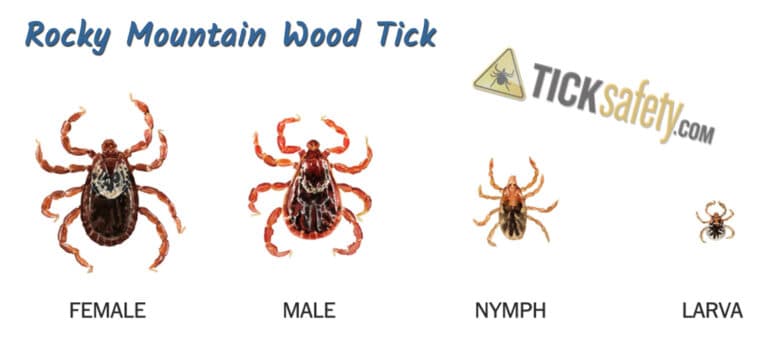 Rocky Mountain Wood Tick (Dermacentor andersoni) • TickSafety.com