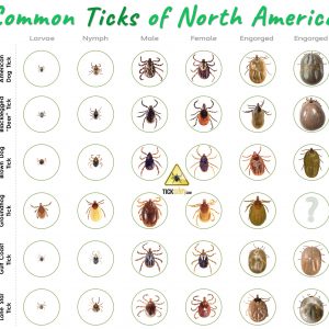 Tick Identification 101 (Made Easy) Deer, Lone Star, Dog...
