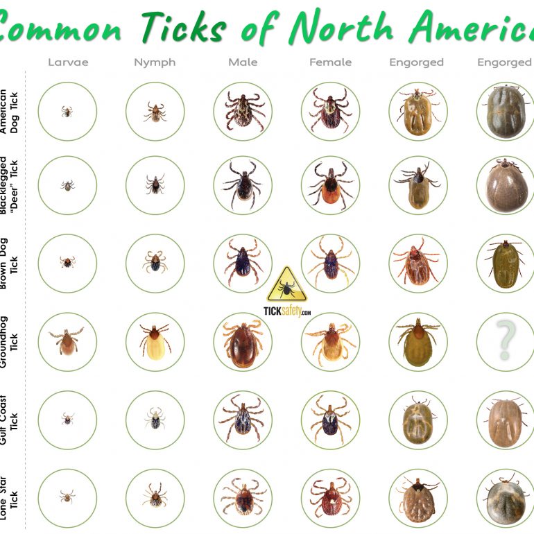 Tick Identification 101 (Made Easy) Deer, Lone Star, Dog...